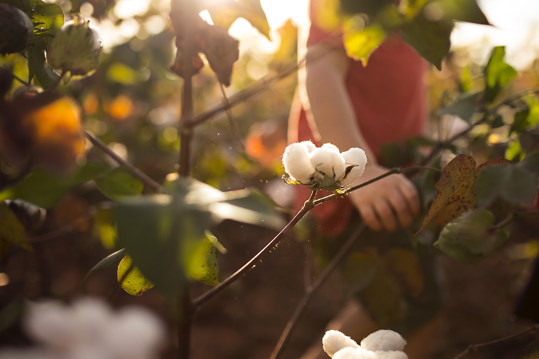 Retail Leaders Weigh in on the FTC’s Proposed Updates to the Green Guides